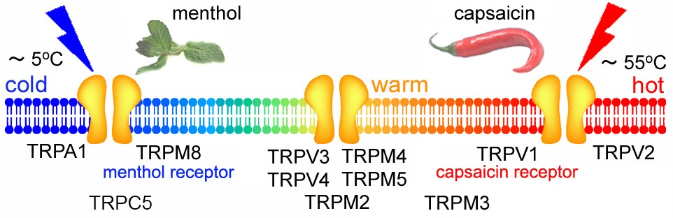 Thermal Biology Group – ExCELLS | The Exploratory Research Center on ...