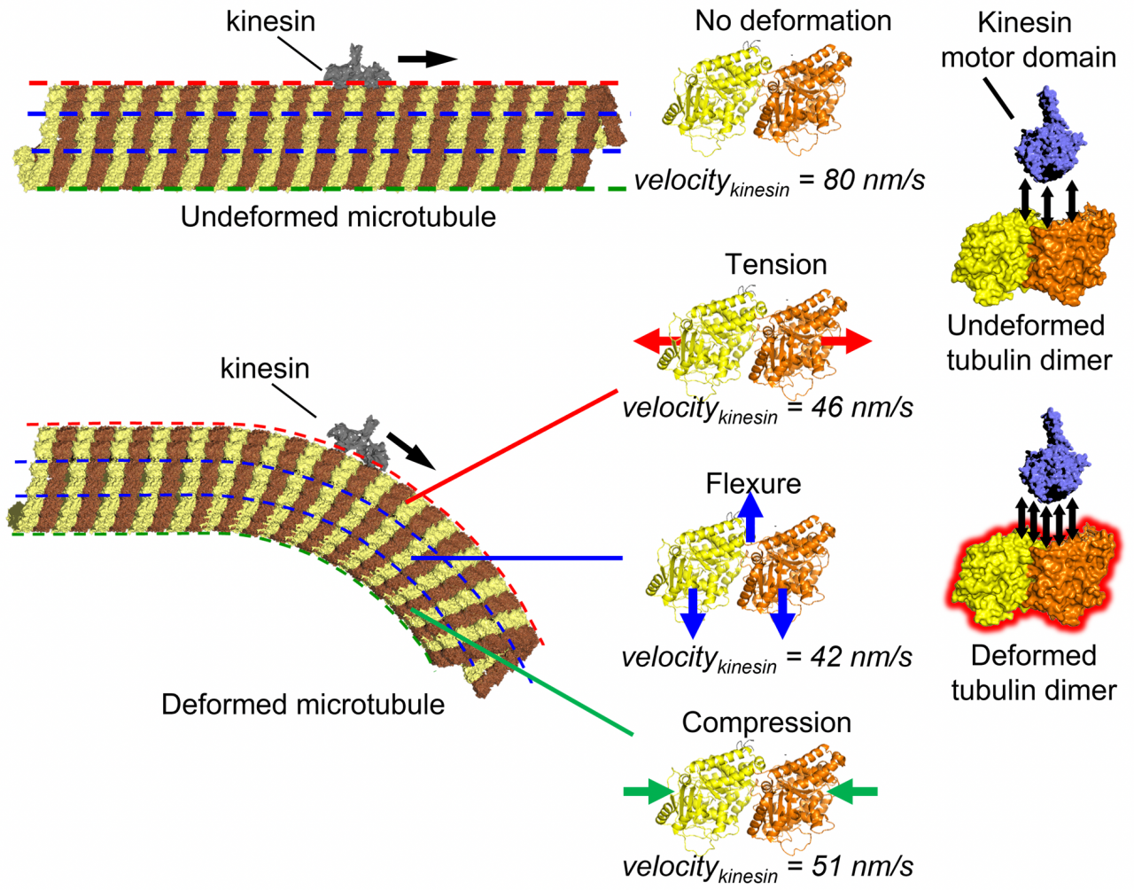 First evidence of microtubules’ mechanosensitive behavior – ExCELLS ...