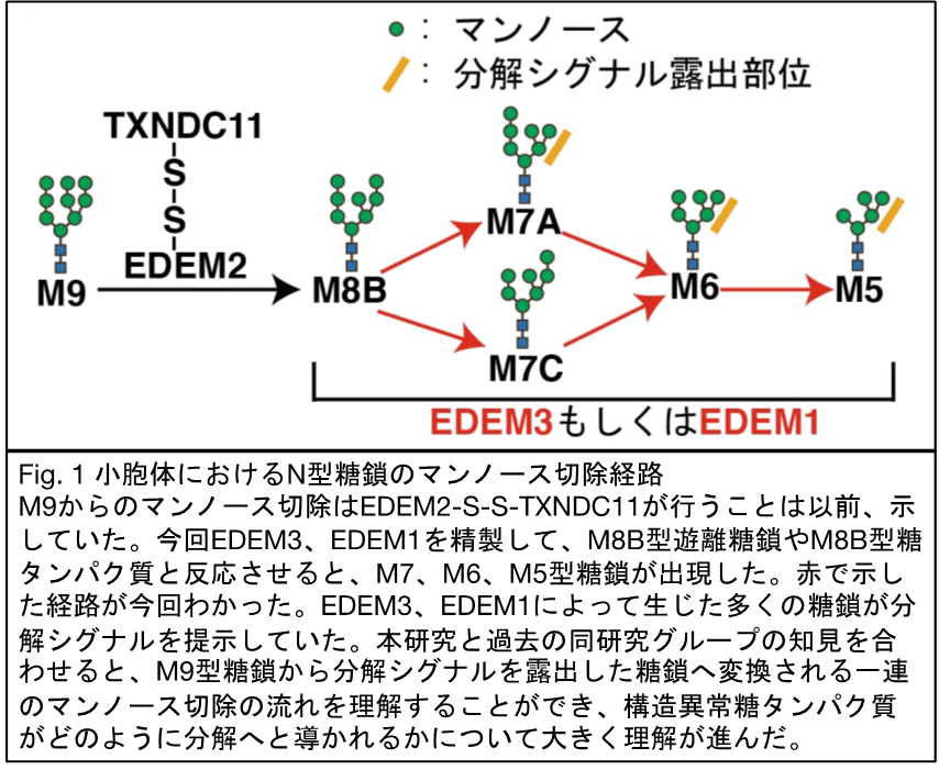 小胞体における構造異常糖タンパク質分解メカニズムの解明〜糖鎖の分解シグナルはどのように露出するか？ – 生命創成探究センター