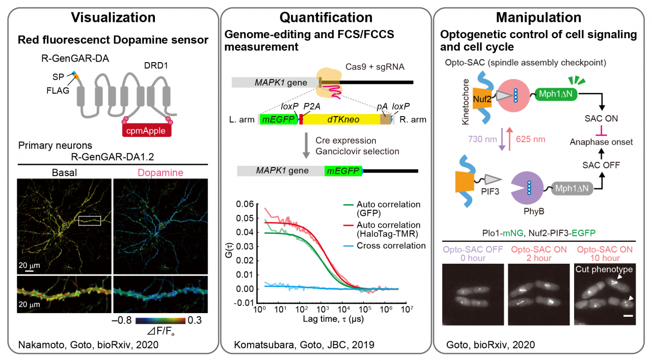 定量生物学研究グループ – 生命創成探究センター