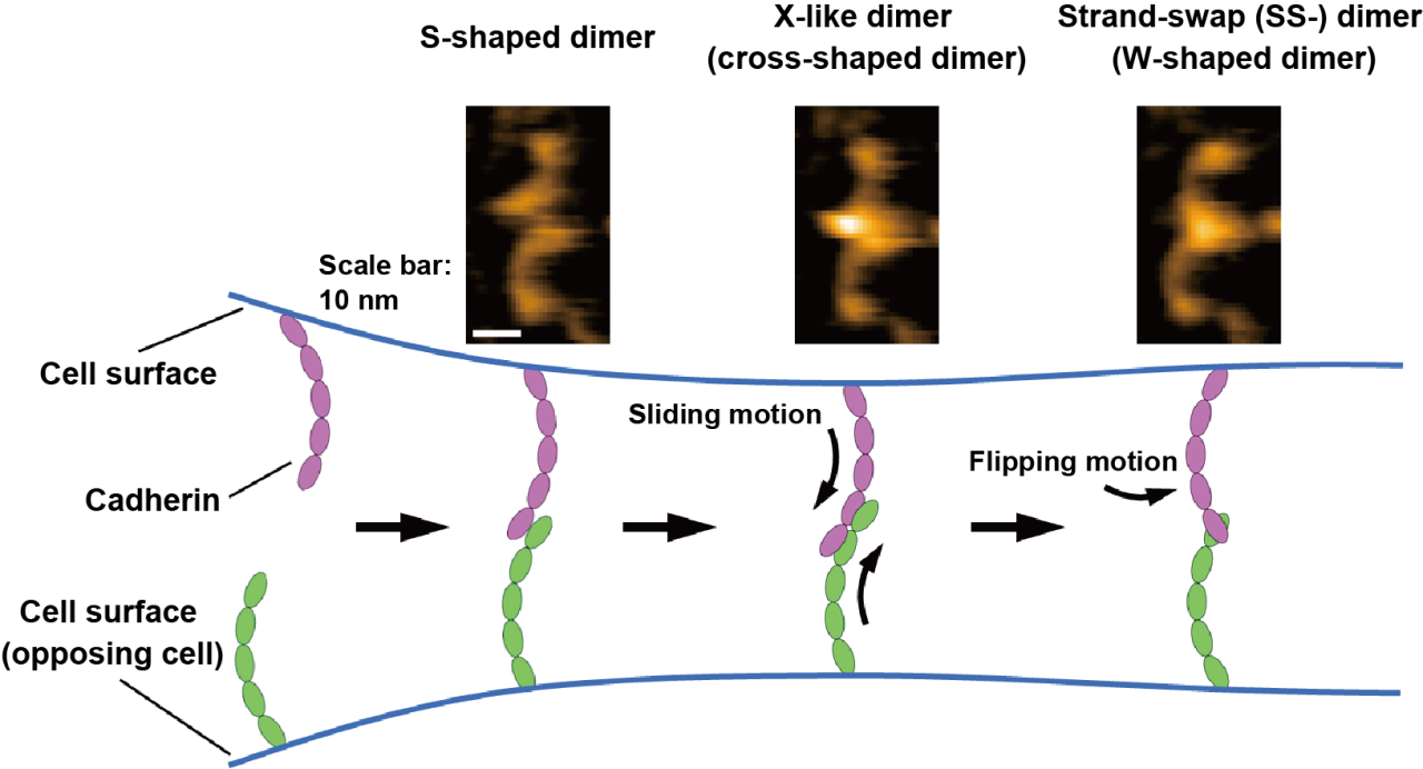 Visualization of binding processes of cell-cell adhesion molecules in ...