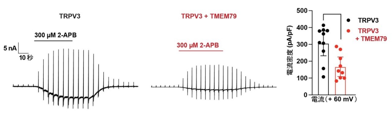 皮膚の表皮細胞が温かいと感じる温度感覚を生み出していることを発見※EurekAlert!に掲載されました – 生命創成探究センター