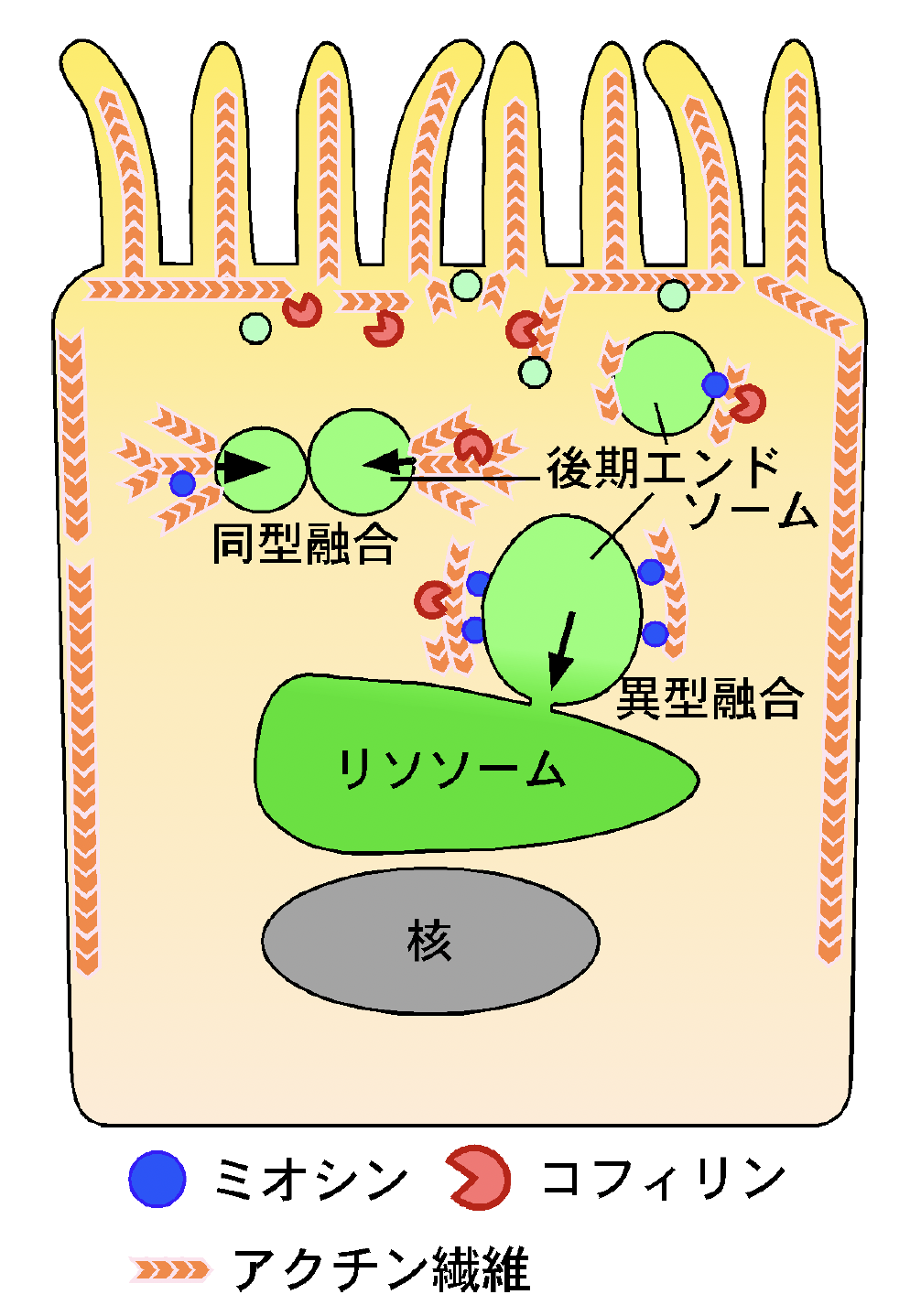 生きた細胞内で小胞の動きを可視化し、2種類の小胞融合機構を発見 – 生命創成探究センター