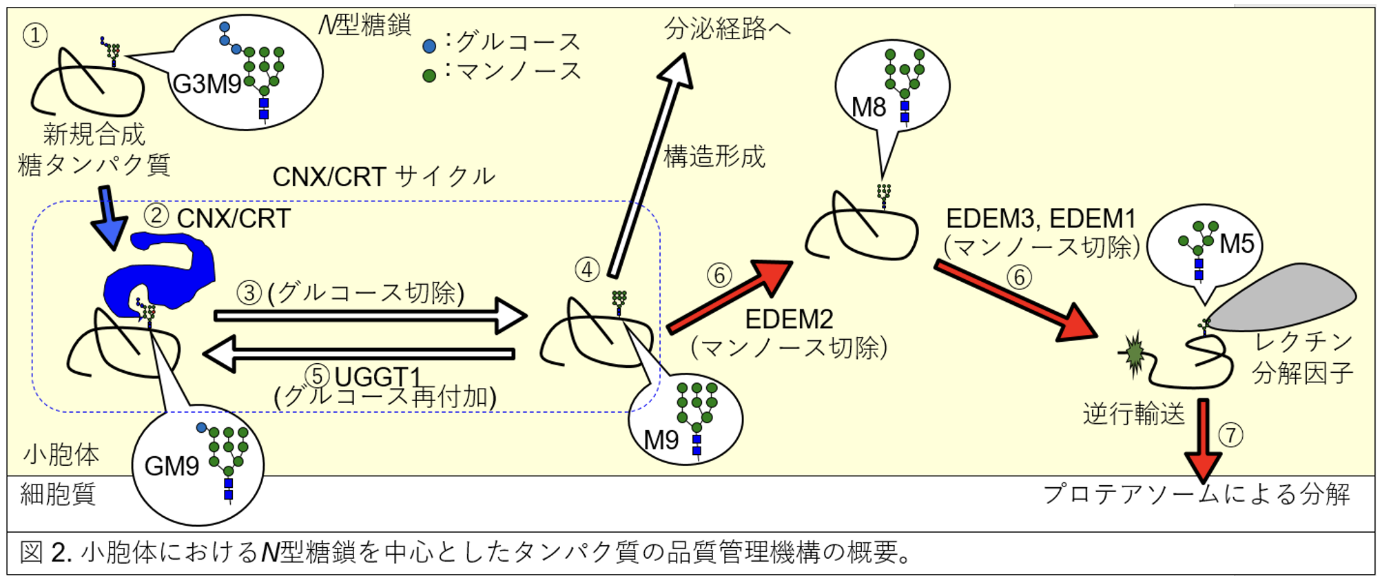 タンパク質の小胞体における運命決定機構を解明 〜構造形成or分解 糖鎖を介したタンパク質の綱引き〜 – 生命創成探究センター